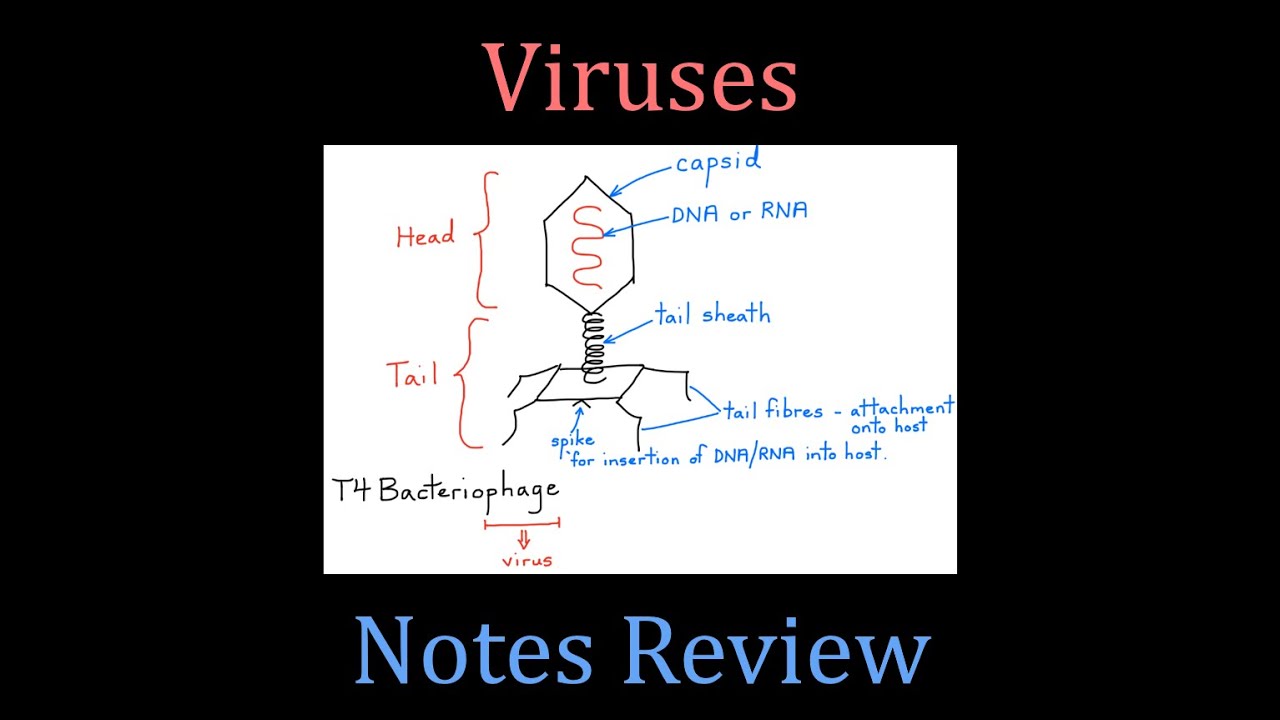 Viruses Review - Ho's Academy IB Biology SL/HL Explanation - YouTube