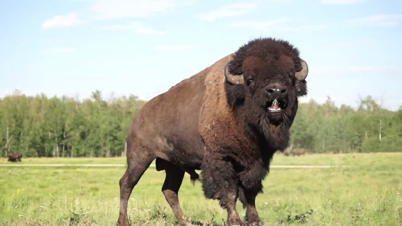 Elk Island National Park, Bison - YouTube