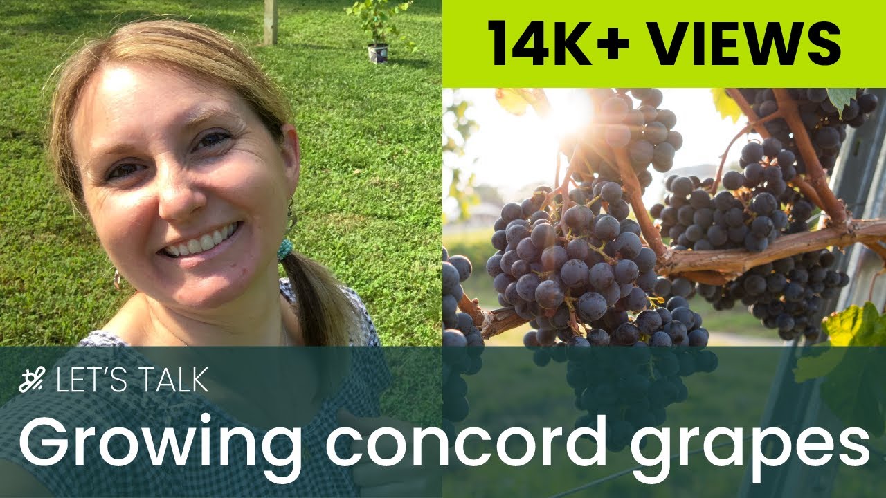 Concord Grape Plants