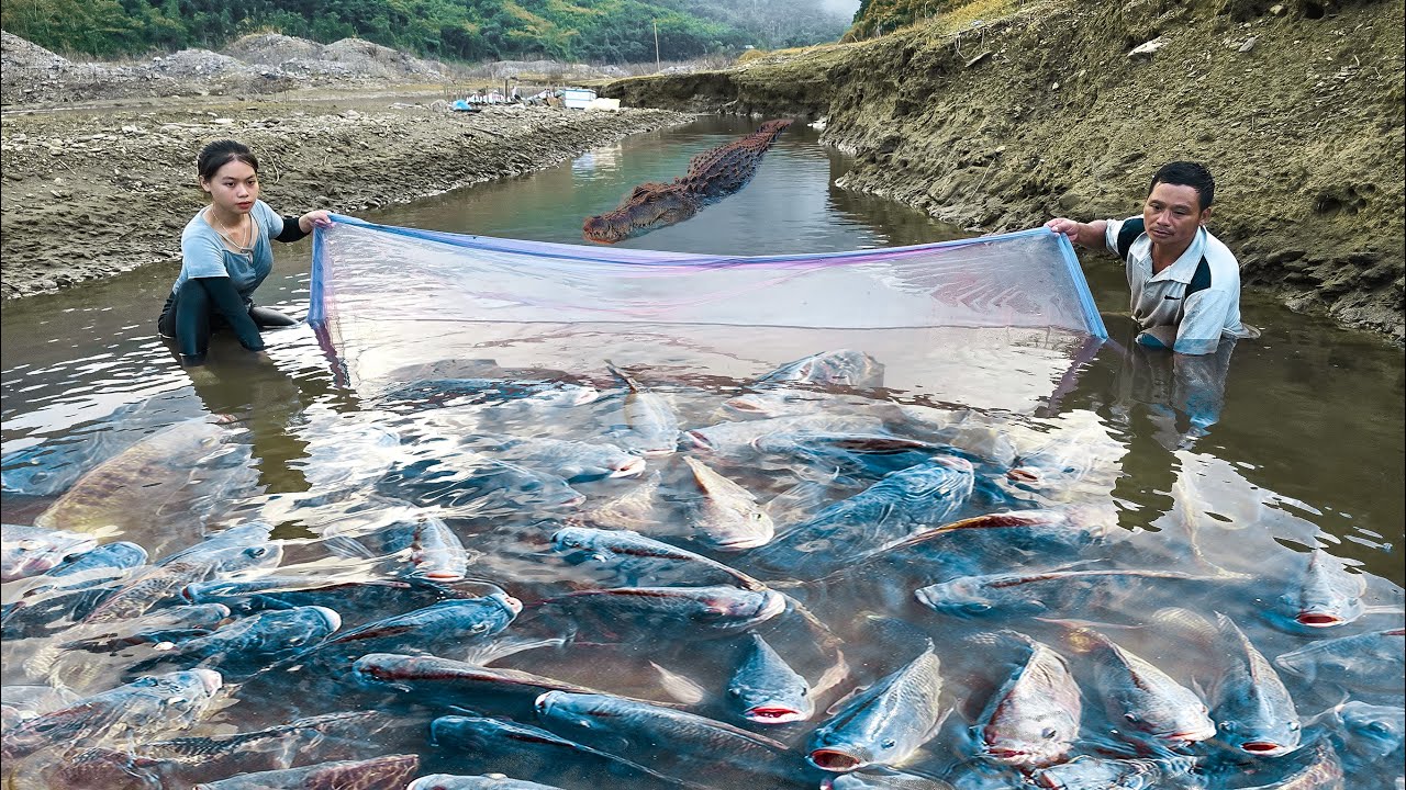 Harvesting 1,000 Fish with Nets in the Stream for Market Sale | Water ...