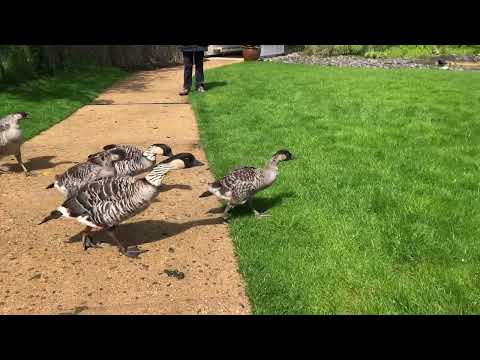 Nene Goslings
