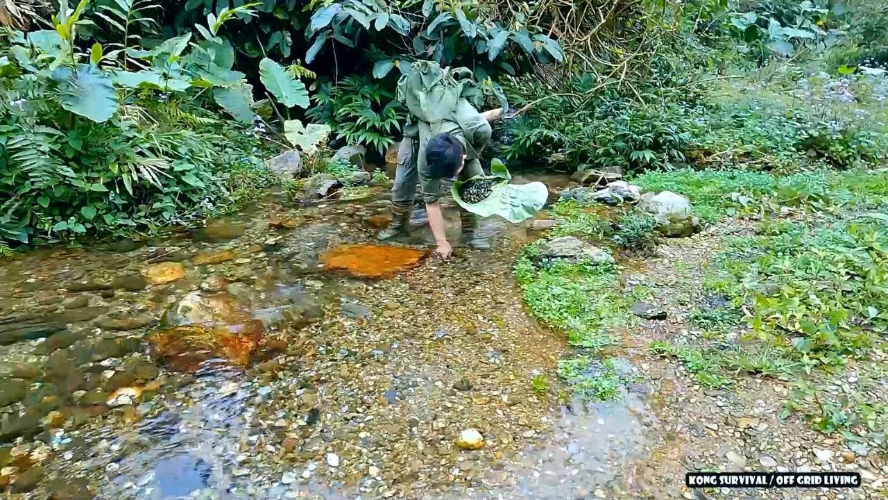 A day wandering in the rainforest - Finding and harvesting stream ...