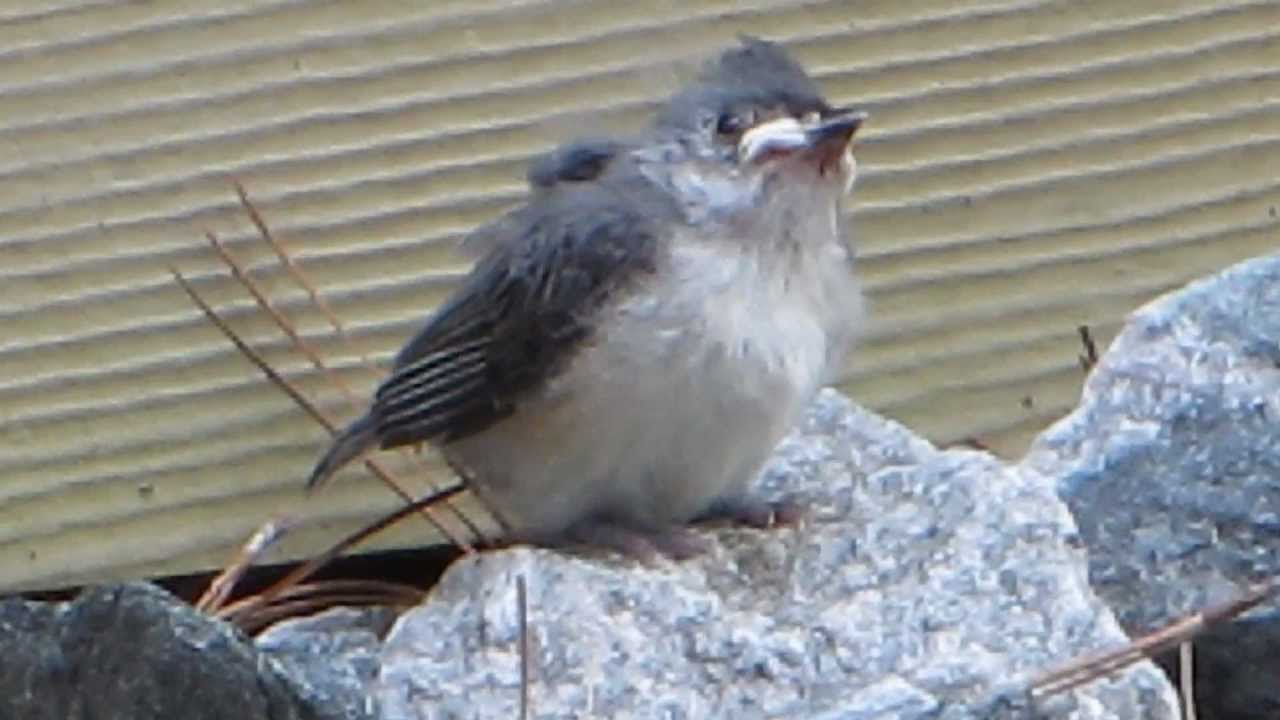 Baby Tufted Titmouse Chirping to Parents #2 - YouTube