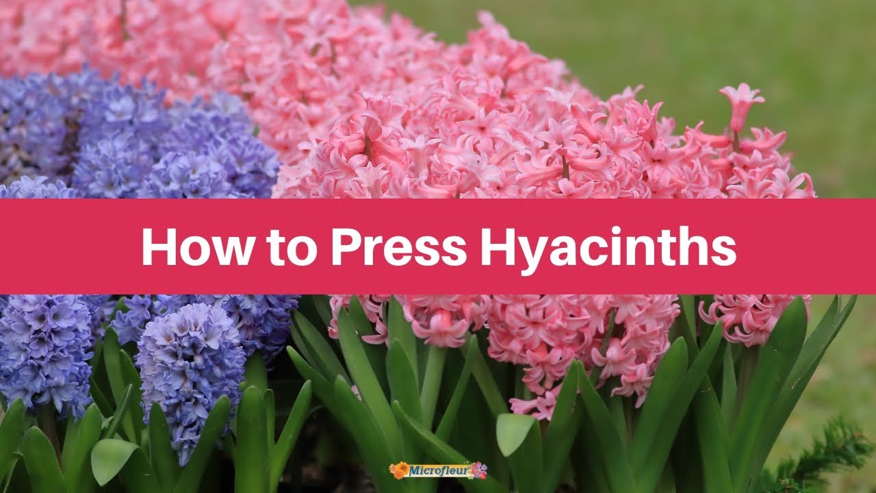 Pressing Hyacinths - YouTube