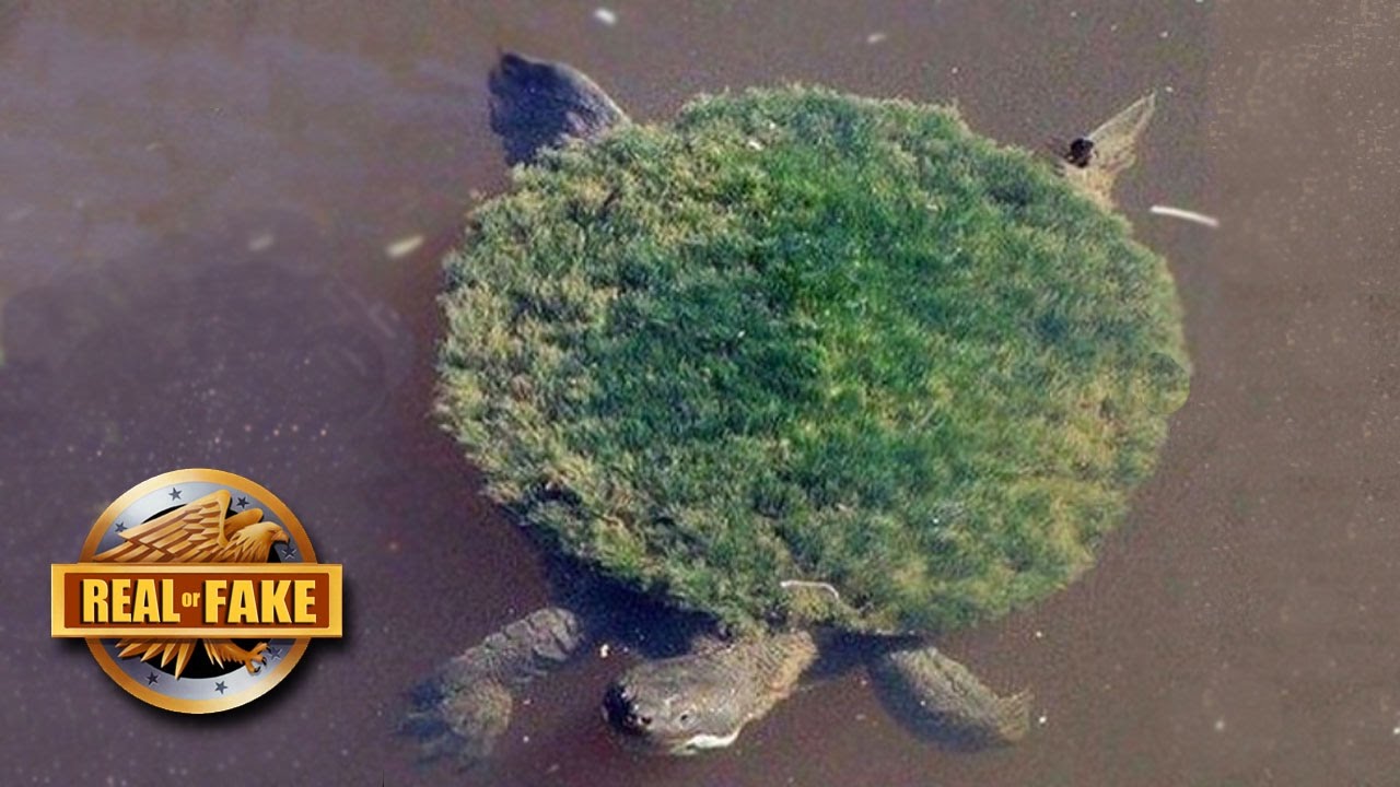 5 Strange Creatures - real or fake? - YouTube