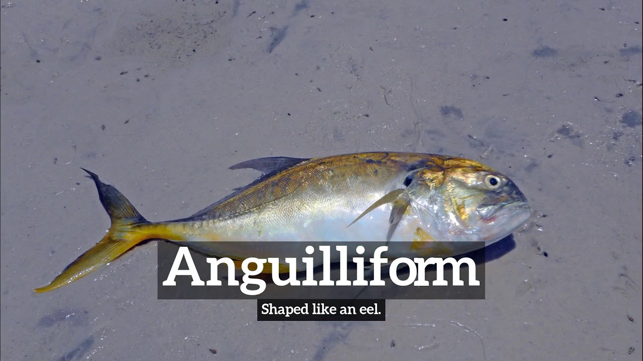 How Does Anguilliform Look? | How to Say Anguilliform in English ...