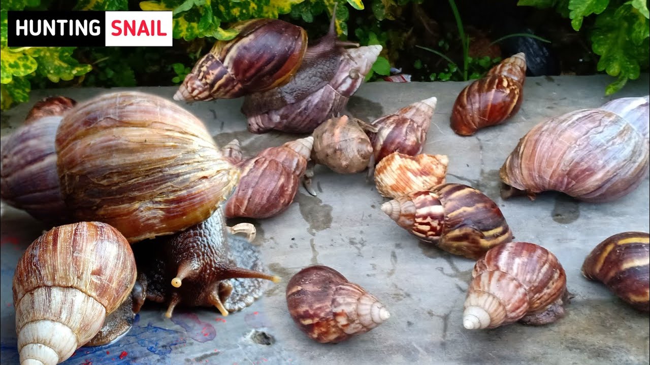 HUNTING SNAIL ‼️ BERBURU BEKICOT Di Taman, Menemukan Kelomang | Finding ...