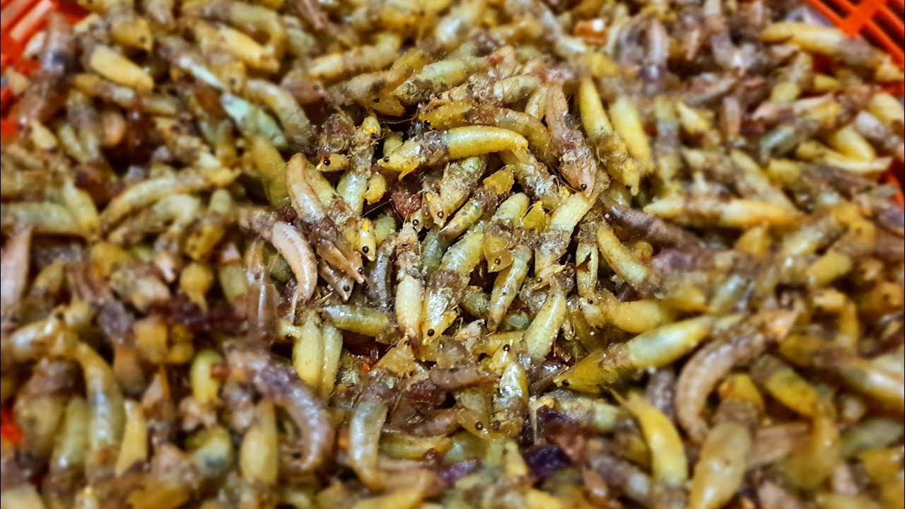 ensenene|Nakasero style fried grasshoppers - YouTube