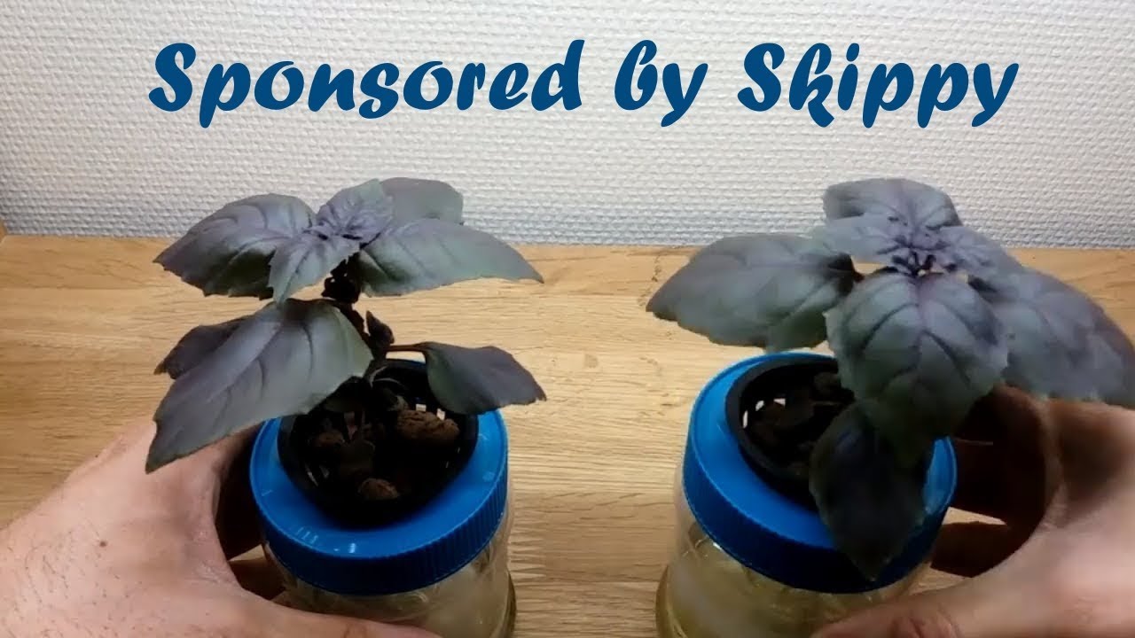 Hydroponic Purple Basil 1 Month Test - YouTube
