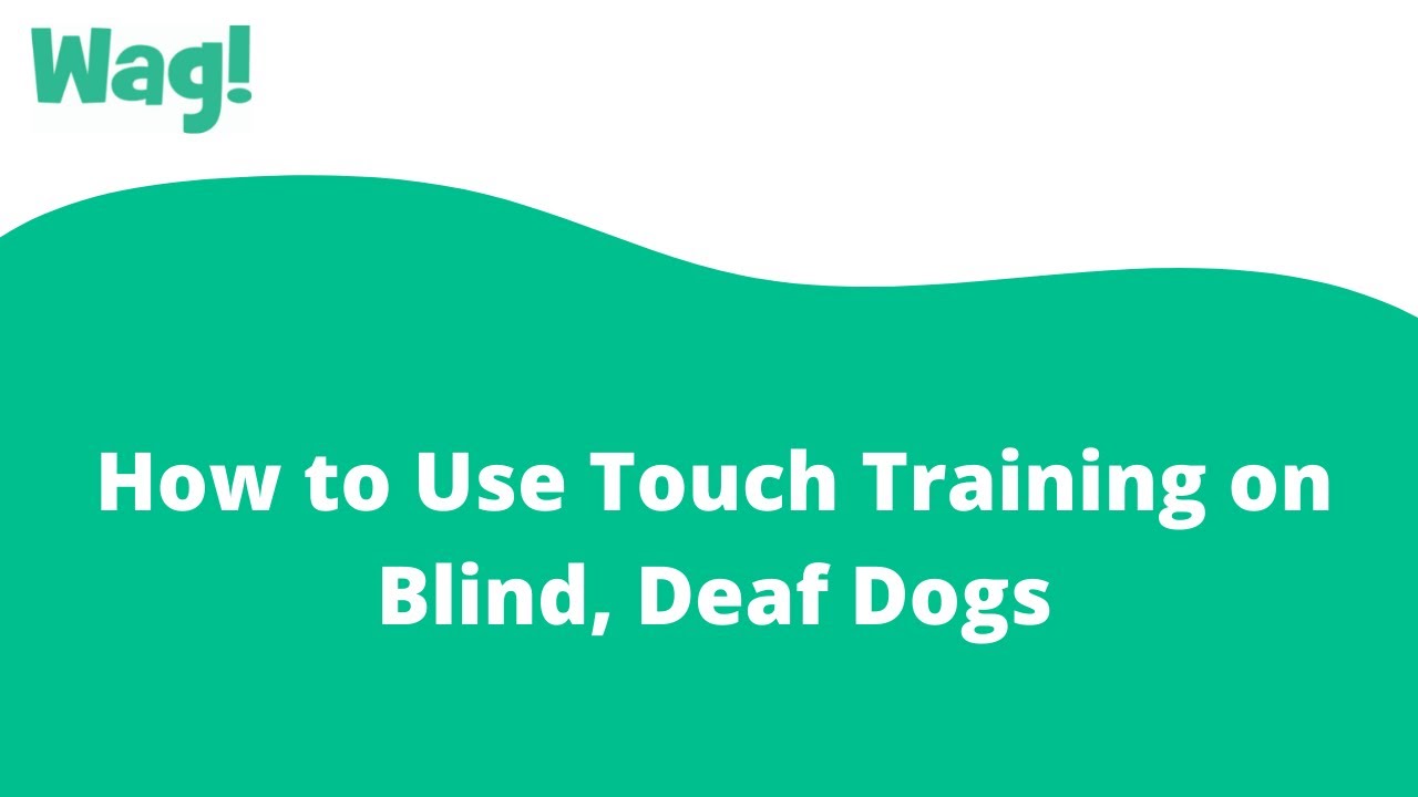 How To Train A Blind Deaf Dog