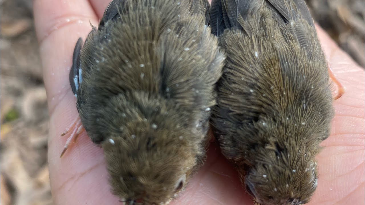 Tổ Chim Sâu Dầu Dỏ - phần 3 - YouTube