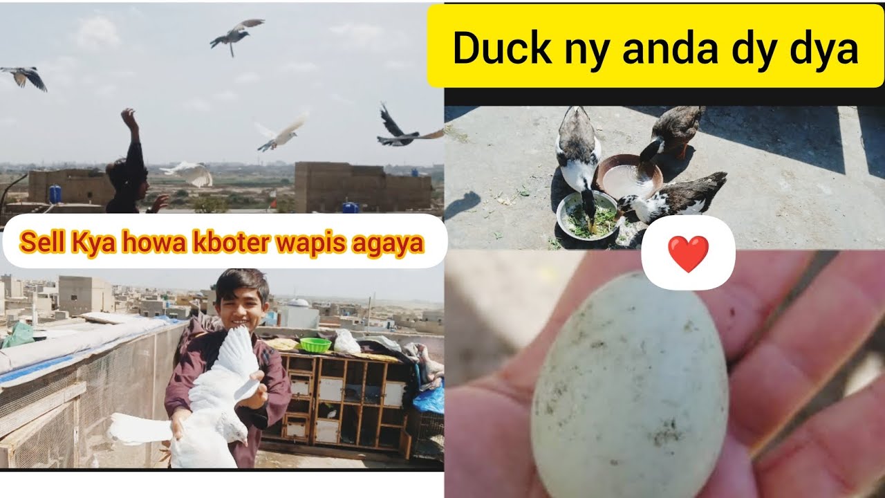 Good news 😁 duck 🦆 ny Andy Dena shoro krdy our 2month phly sell Kya ...