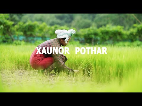 XAUNOR POTHAR |"The Art of Rice Cultivation: Inside a Thriving Paddy ...