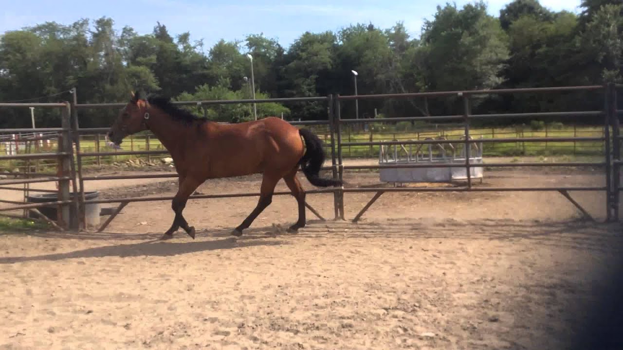 Ellie free lunge left lead canter - YouTube