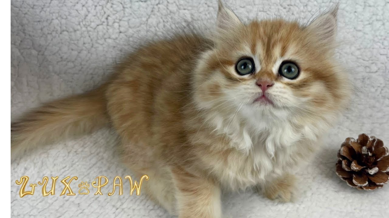 Bubble-British longhair golden chinchilla ny12, sweet male kitten | Lux ...