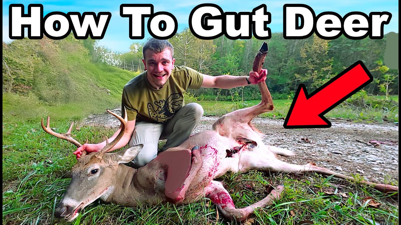 How To Gut a Deer for Beginners! - YouTube
