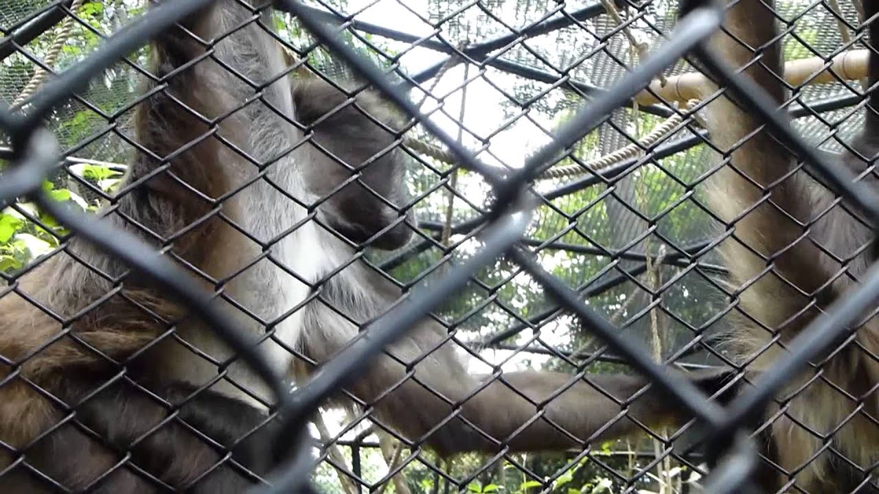#4659, Monos en una jaula [Raw], Animales del zoológico - YouTube