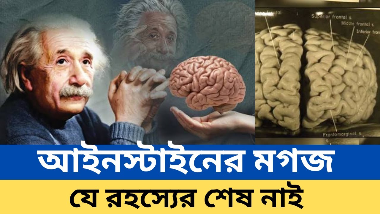 কেন চুরি হয়েছিল আইনস্টাইনের মগজ? | Albert Einstein | Thomas Stoltz ...