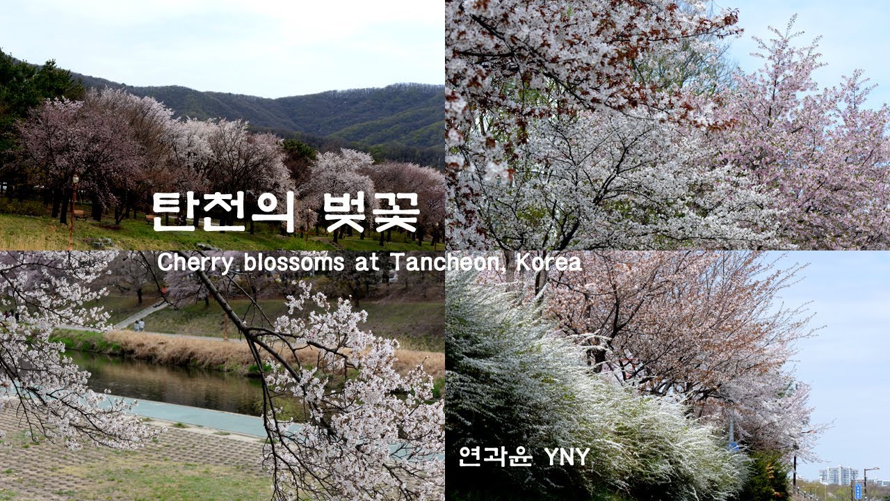 탄천의 벚꽃. Cherry blossoms at Tancheon, Korea (2021.4.2) - YouTube