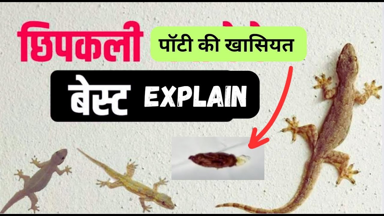 Chipkali पॉटी की खासियत ! Chipkali ke Potty - Explanation ! common ...