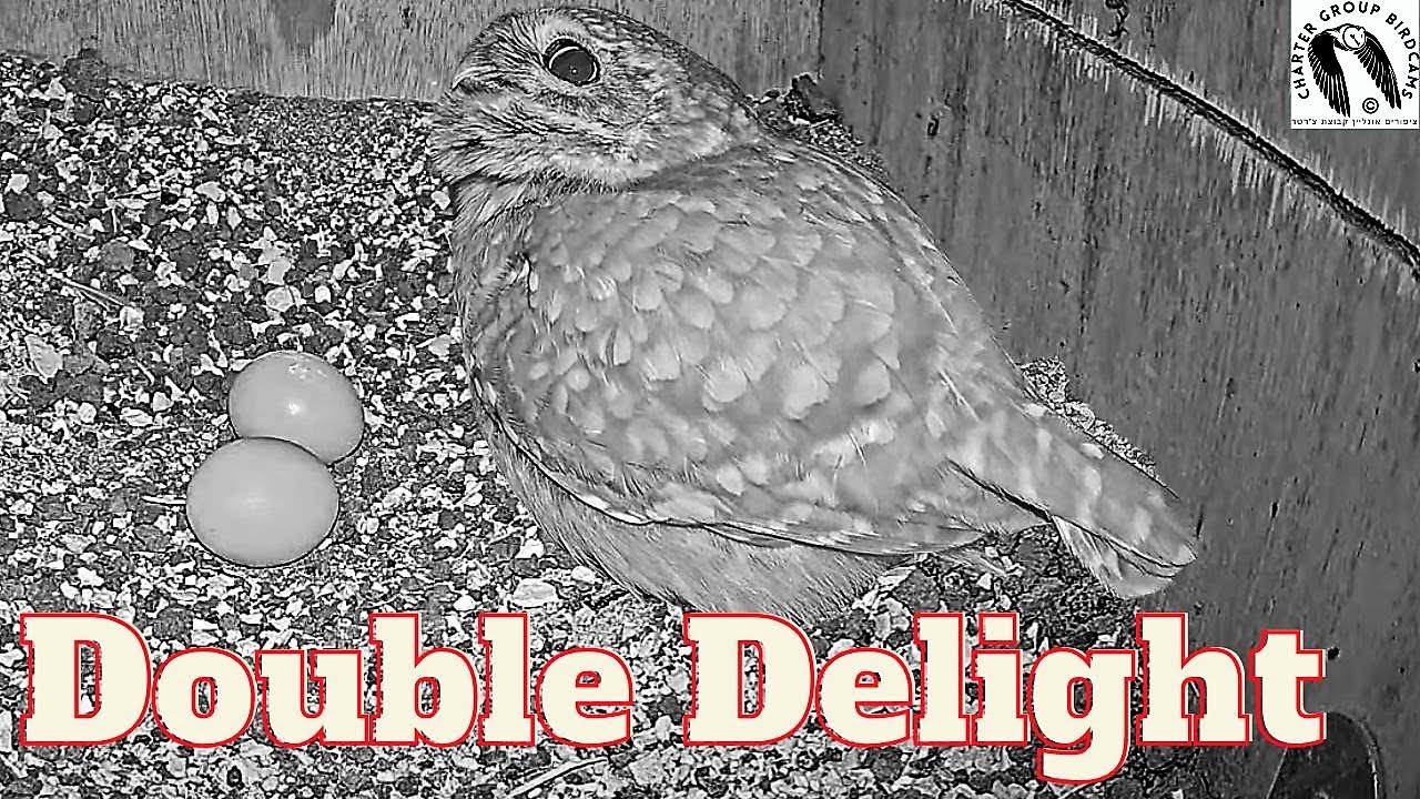 Egg-citing News: Little Owl Lays Second Egg - YouTube