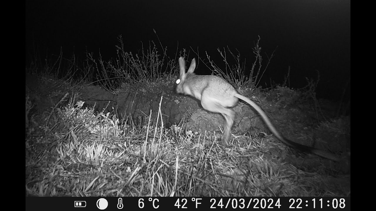 Тушканчик большой (Allactaga major) - YouTube