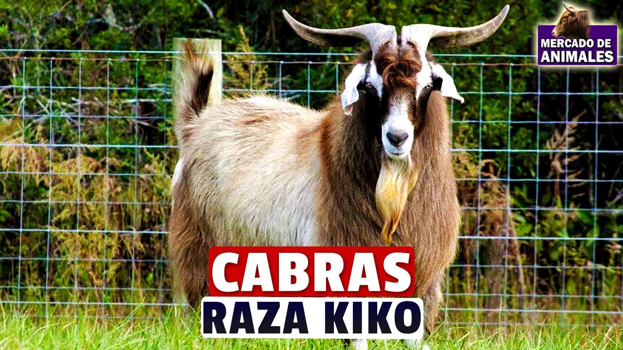 Cabras Kiko Femeas