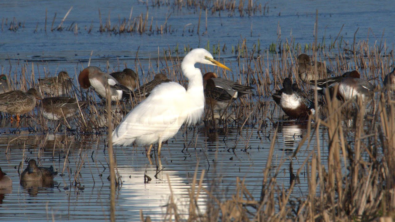 Great white egret, Catcott lows, 03/01/2025 - YouTube
