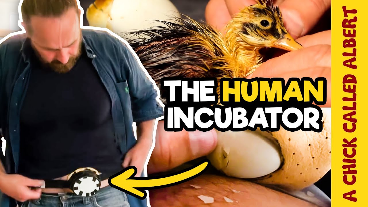 I made a Human Incubator to hatch a bird egg - YouTube