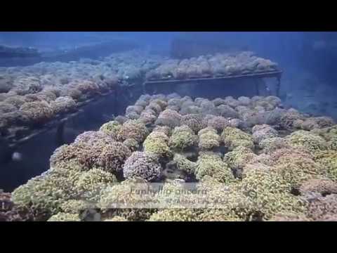 Coral Propagation PT. Aneka Tirta Surya Part 2 LPS (ATS-180601) - YouTube