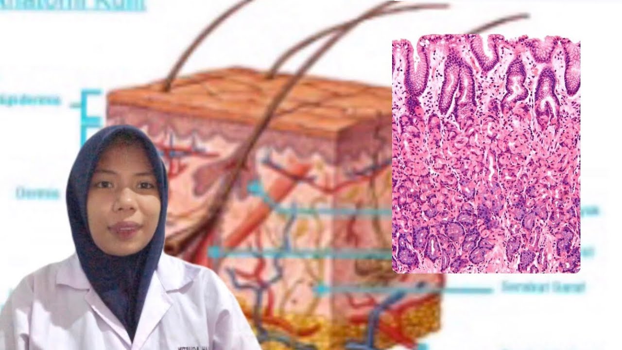 TUGAS ANATOMI// Kulit dan membran mukosa - YouTube