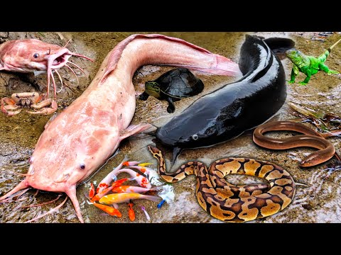 Vay canına! Bir delikte Albino Yayın Balığı Yakalamak: Yılanbaş Balığı, Dev Yayın Balığı, Süs Balığı