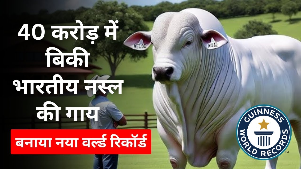 Most Expensive Cow in the World | Nelore Viatina 19 Cow | What Makes ...