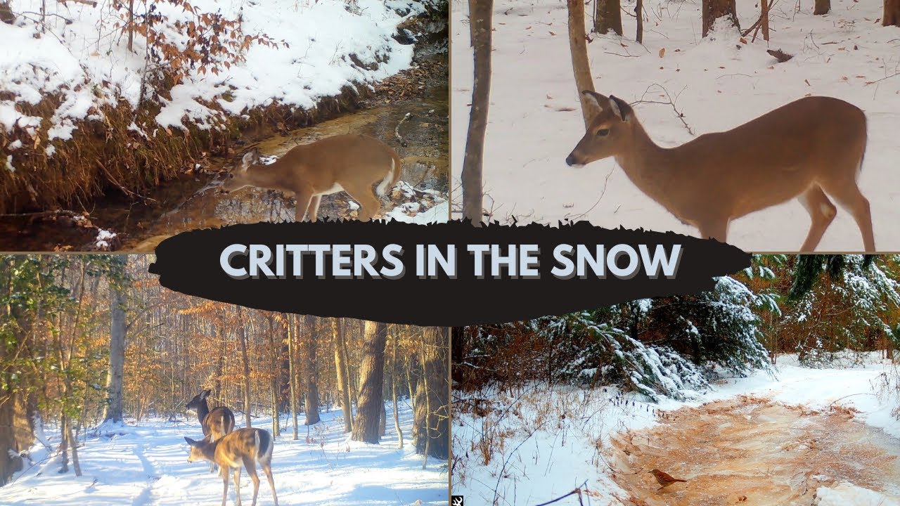 Critters In The Snow! Spend 10 Minutes In The Snowy Woods. - YouTube