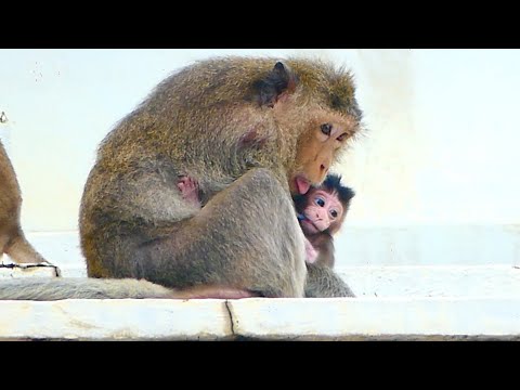 Newborn baby looks so hungry | The mother will give the child and take care of more than the mother