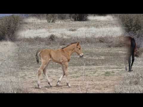 Maughan Ranch Horses 2019 - YouTube
