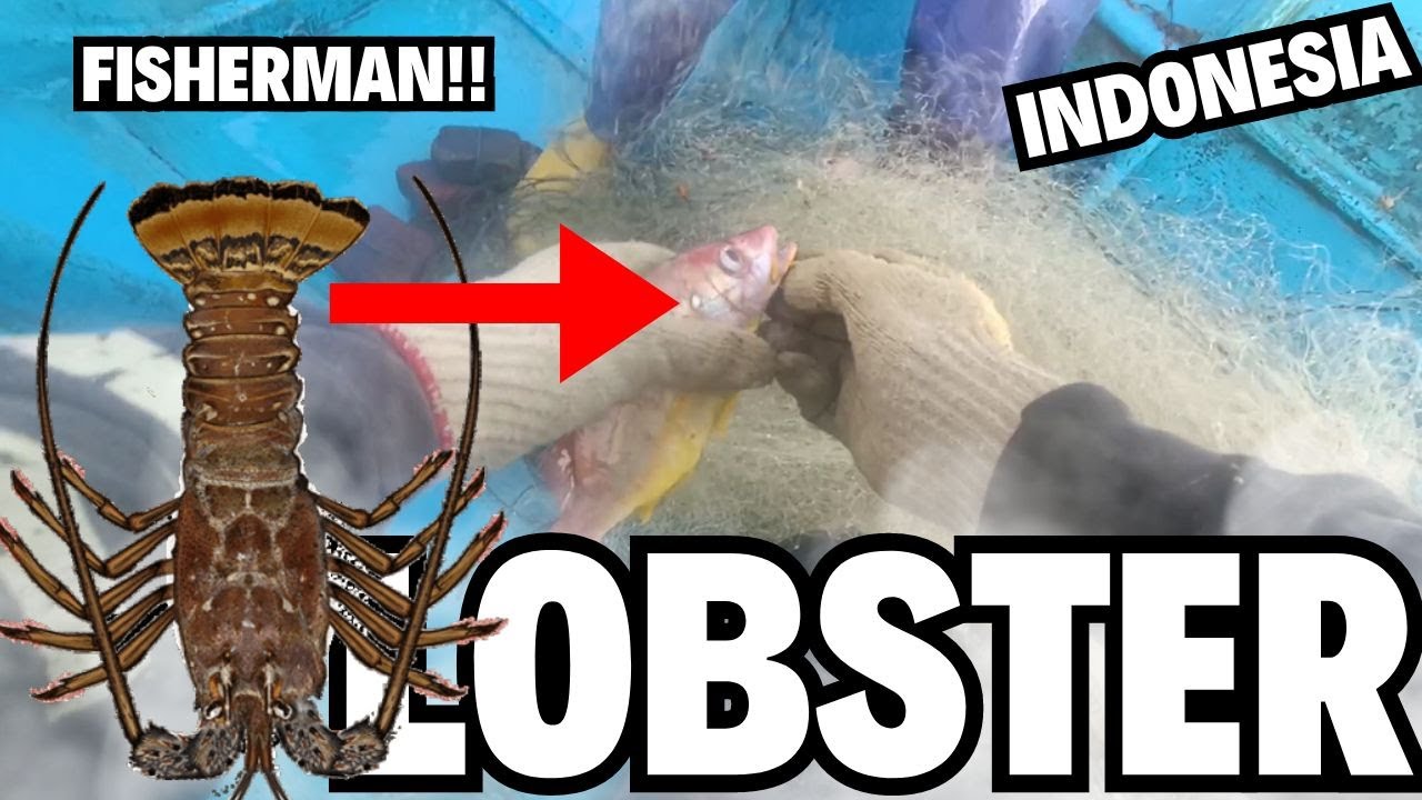 PART 44 NELAYAN INDONESIA :SEE FISHERMEN HARVESTING FISH AND LOBSTER IN ...