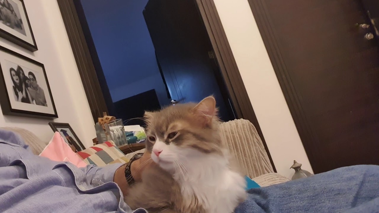 Chilli the cat chilling out. - YouTube