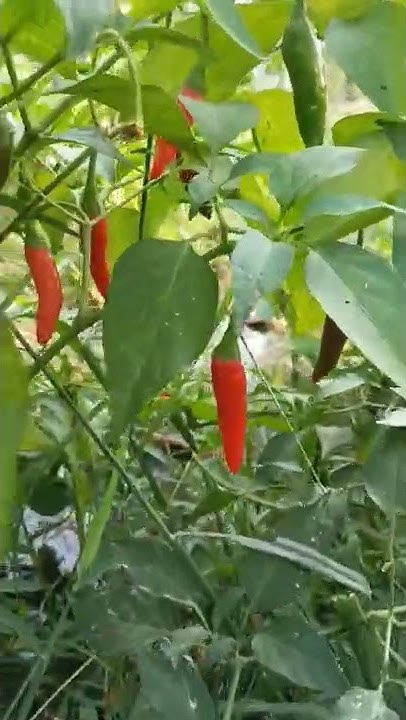 Home Gardening - Green Chilli Turned into Red - हरी मिर्च की खेती - YouTube