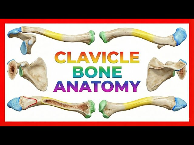 Clavicle Bone Anatomy