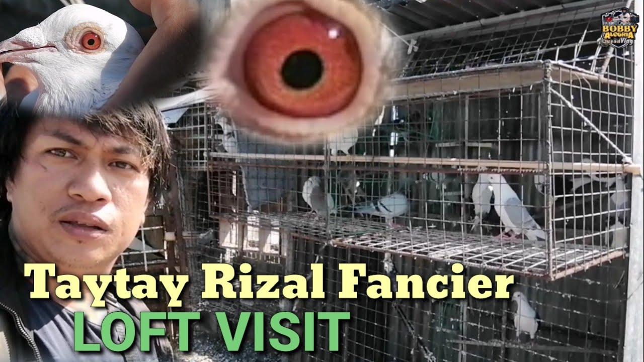 LOFT VISIT Taytay Rizal Fancier/ off color pigeon/rare color/racing ...