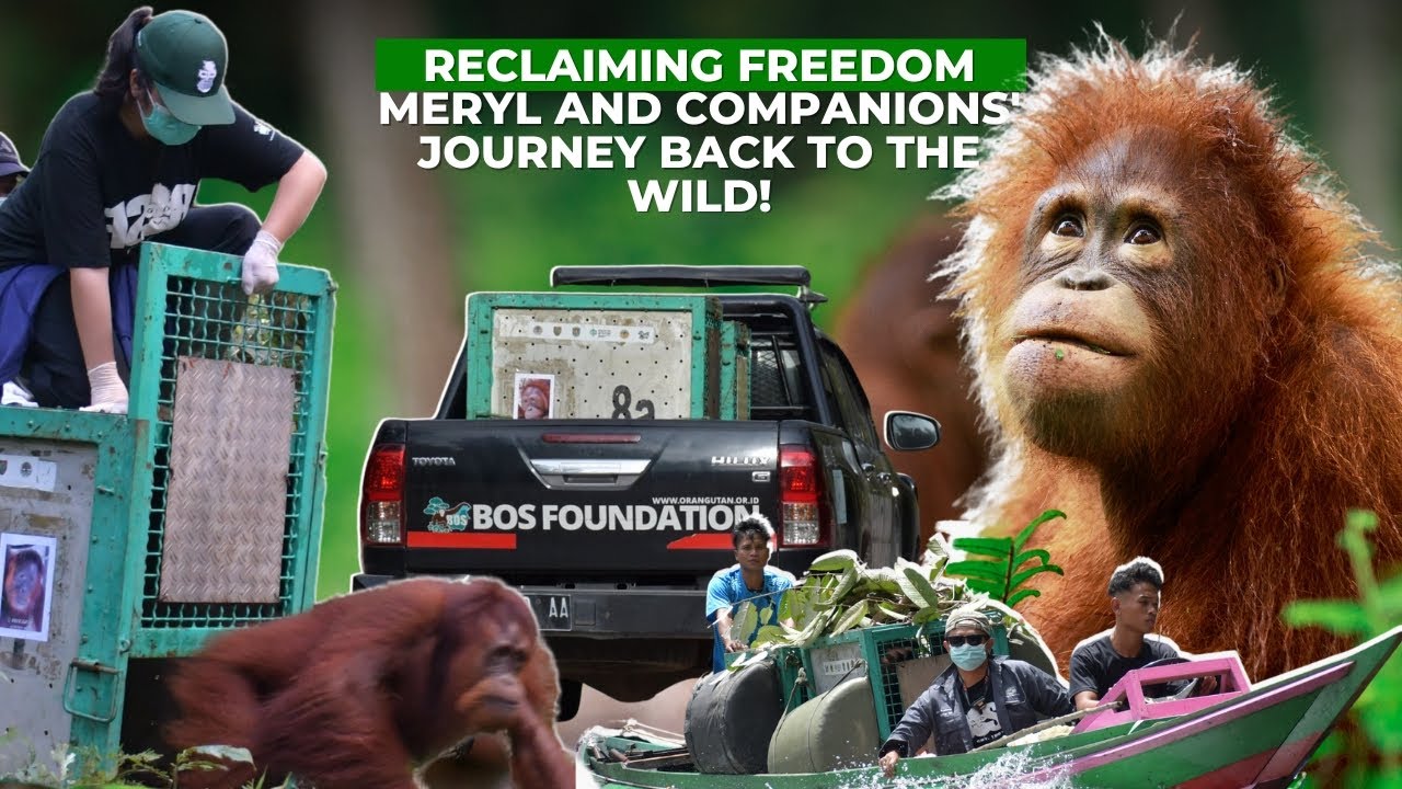 Meryl & Her Friends Go Wild! - YouTube