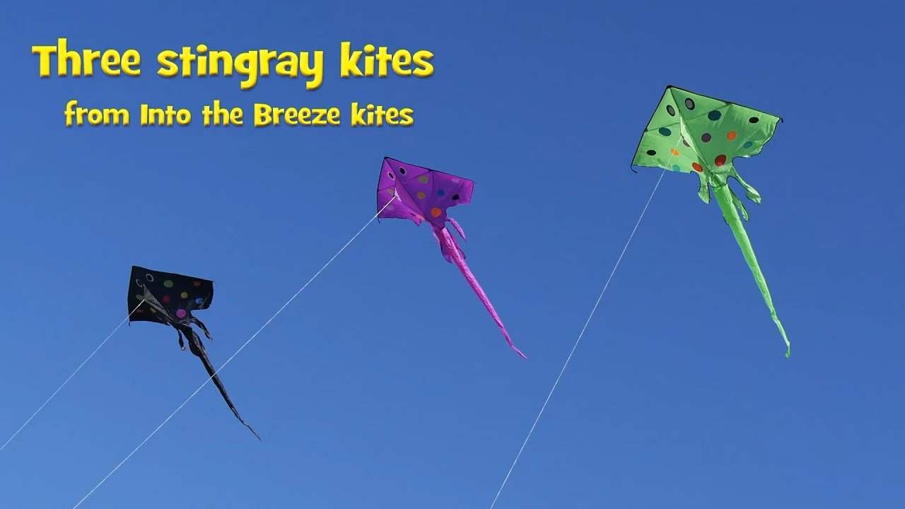 Three stingray kites from Into the Breeze - YouTube