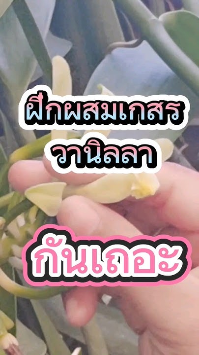ฝึกผสมเกสรวานิลลากันเถอะ Vanilla วานิลลา วนิลา ต้นวานิลลา ปลูกวา