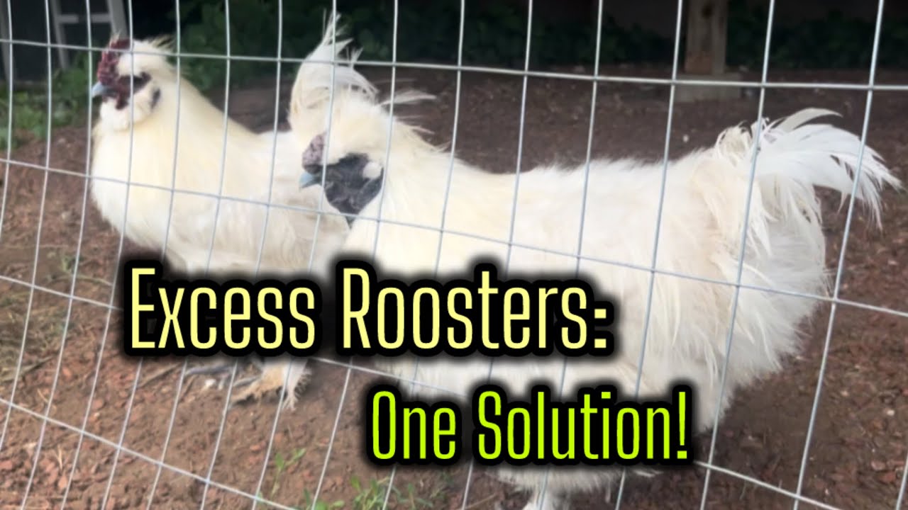Here is our Solution to having excess roosters 🐓🐓🐓 - YouTube