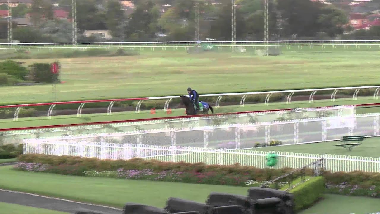 ATC TV - The Japanese turf stars stride out in Sydney - YouTube