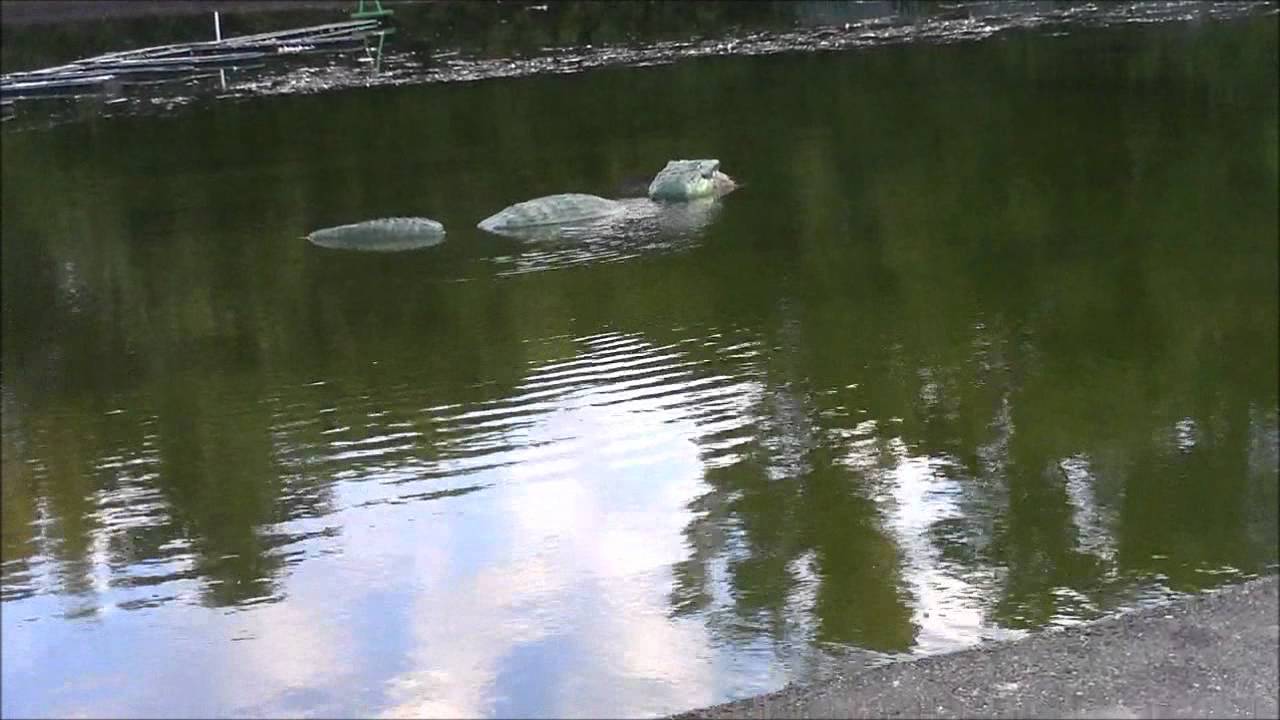 Alligator playing fetch - YouTube