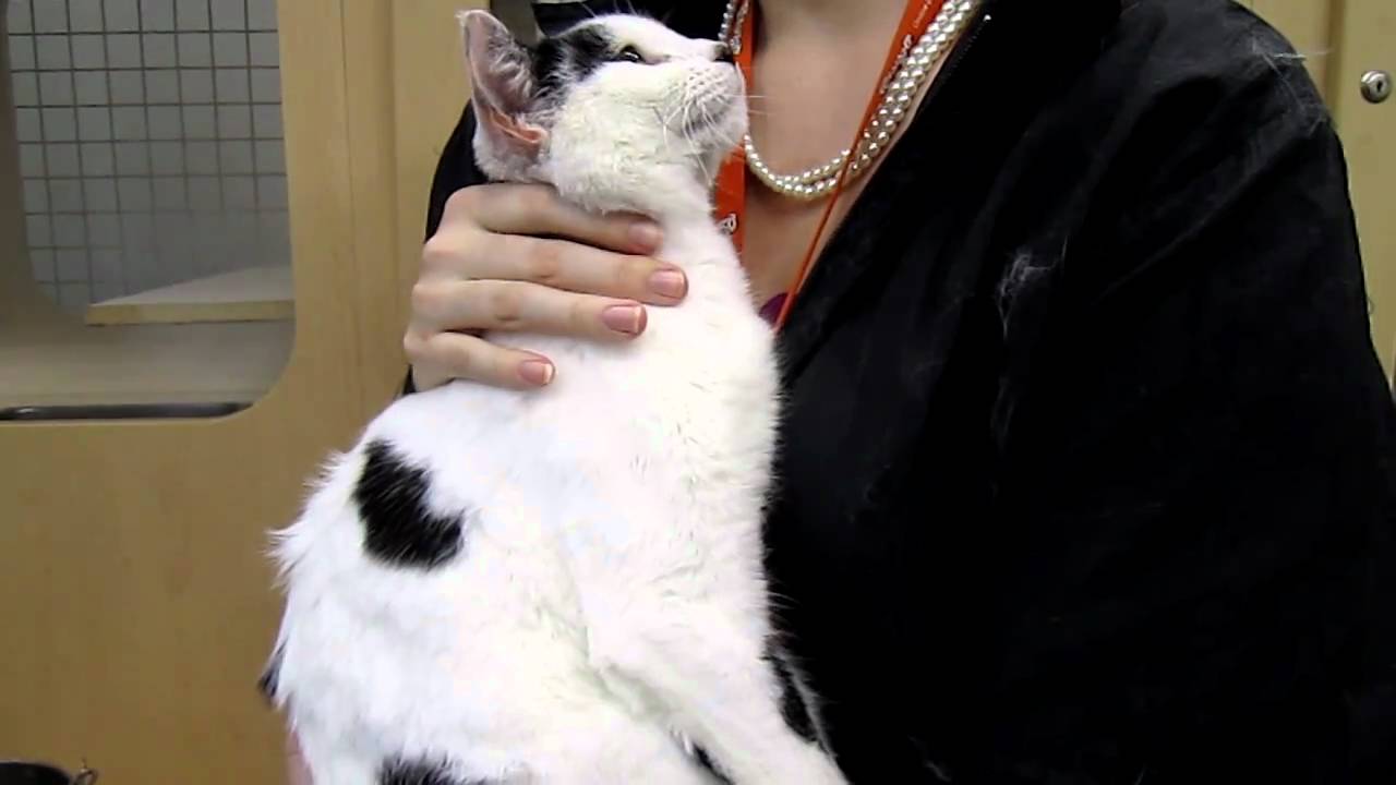 Oreo- 1 year old female black and white kitty- Peninsula Humane ...