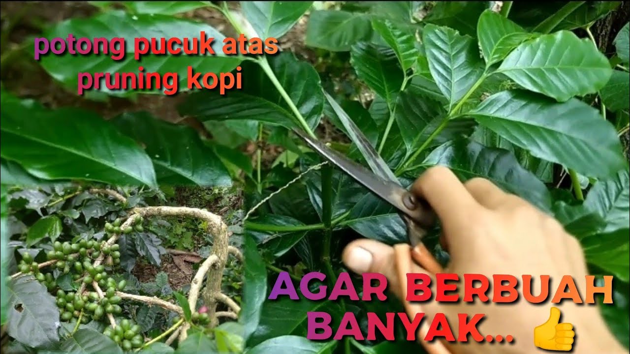pangkas bentuk kopi arabika atow pruning pucuk sampay jadi buah. #pangkasbentuk #kopiarabika ...