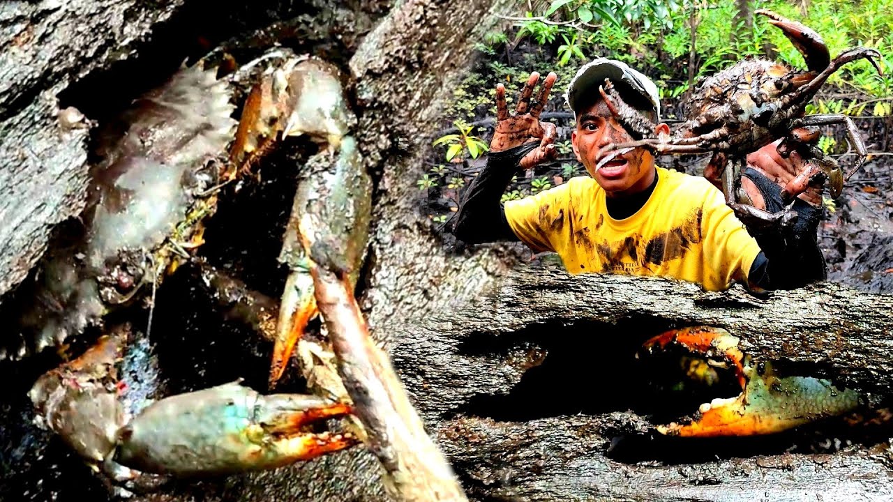 masuk hutan berburu kepiting bakau tanpa alas kaki dengan alat seadanya ...